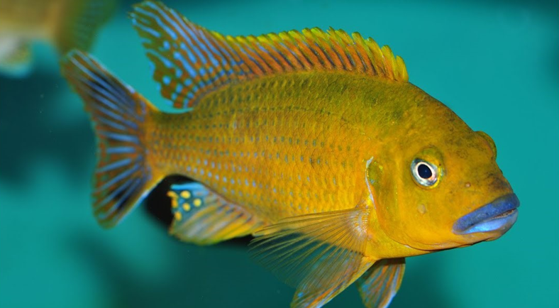 Gambar 1: Ikan Cichlid Blue Lips Afrika (Source: www.cichlid.sk)