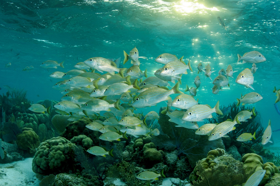 Gambar 2: Bluestriped grunts berenang di sekitar terumbu di Rizab Marin ...