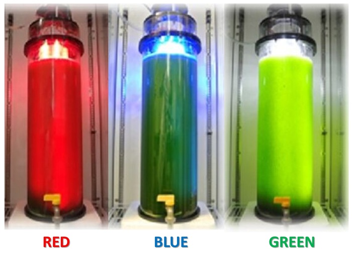 Why Light Matters in Microalgae Growth?