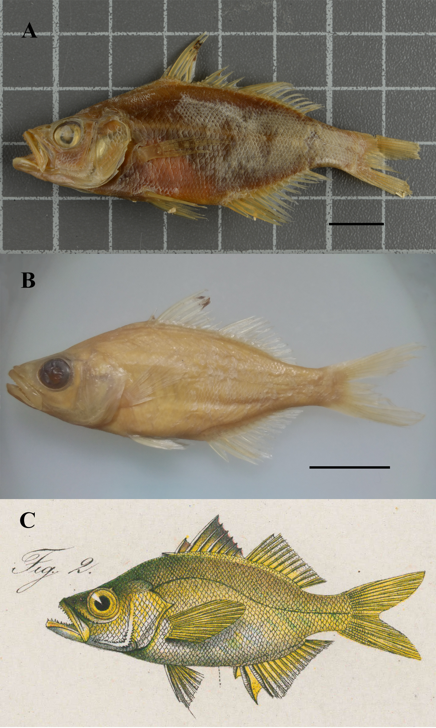 Gambar 4 Parambassis macrolepis. (a) RMNH 5564, 61.9 mm SL, holotaip ...